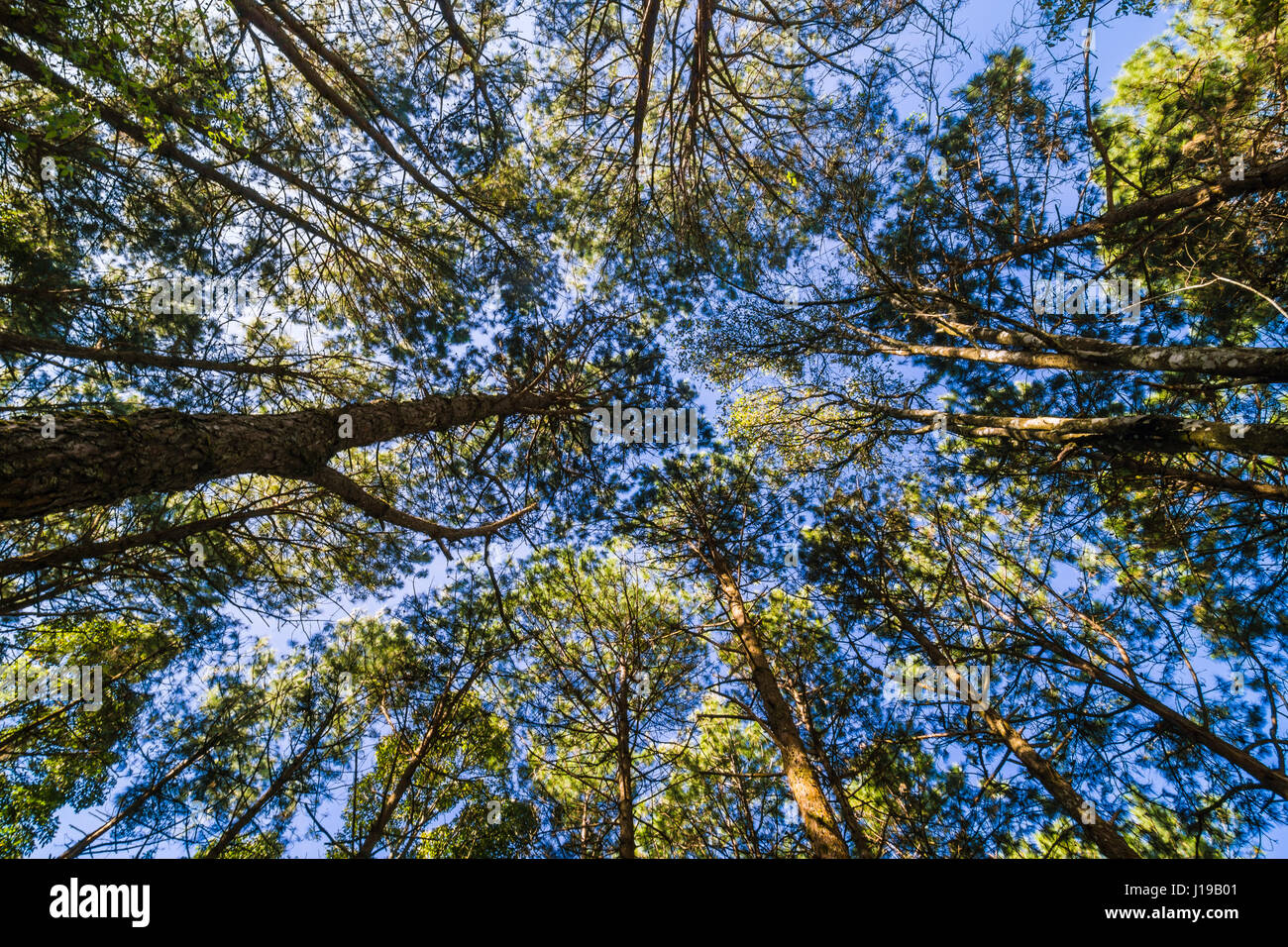 Pine tree branch nature background up risen view, Pine forest at sunny ...