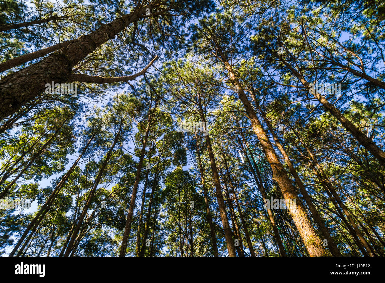 Pine tree branch nature background up risen view, Pine forest at sunny ...