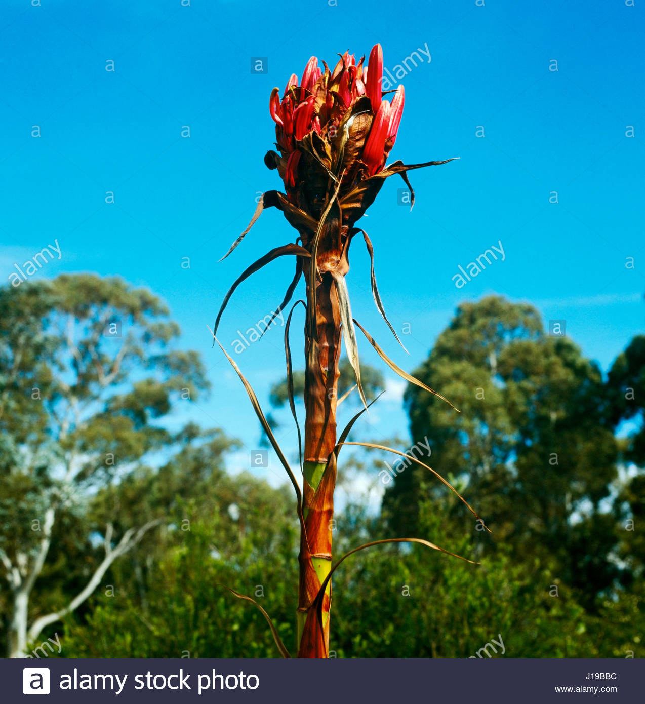 Gymea Lily Stock Photos & Gymea Lily Stock Images - Alamy