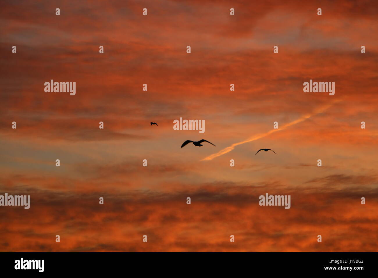 Birds flying sunrise hi-res stock photography and images - Alamy