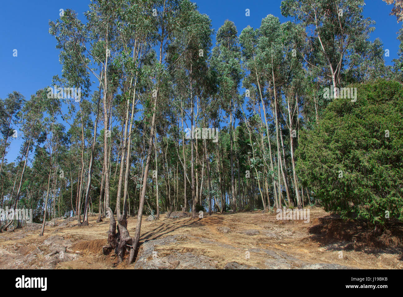 Ethiopia, Addis Ababa, January 5,2014. Eucalyptus forest in Ethiopia on ...
