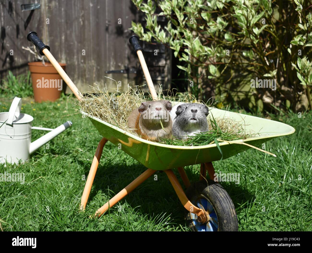 White ginger guinea pigs High Resolution Stock Photography and Images ...
