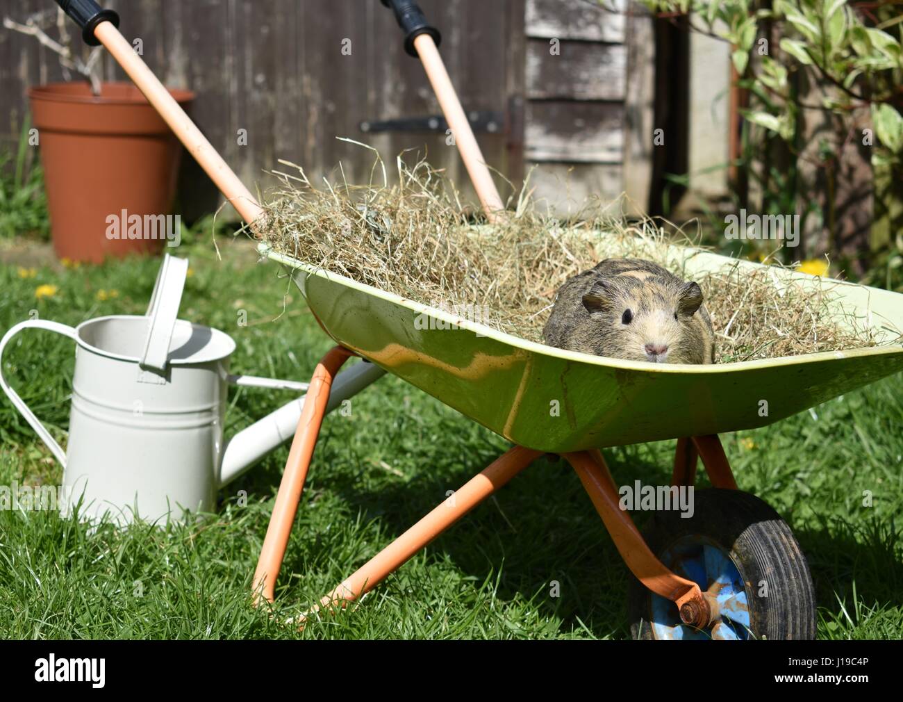 Fat guinea pig hi-res stock photography and images - Alamy