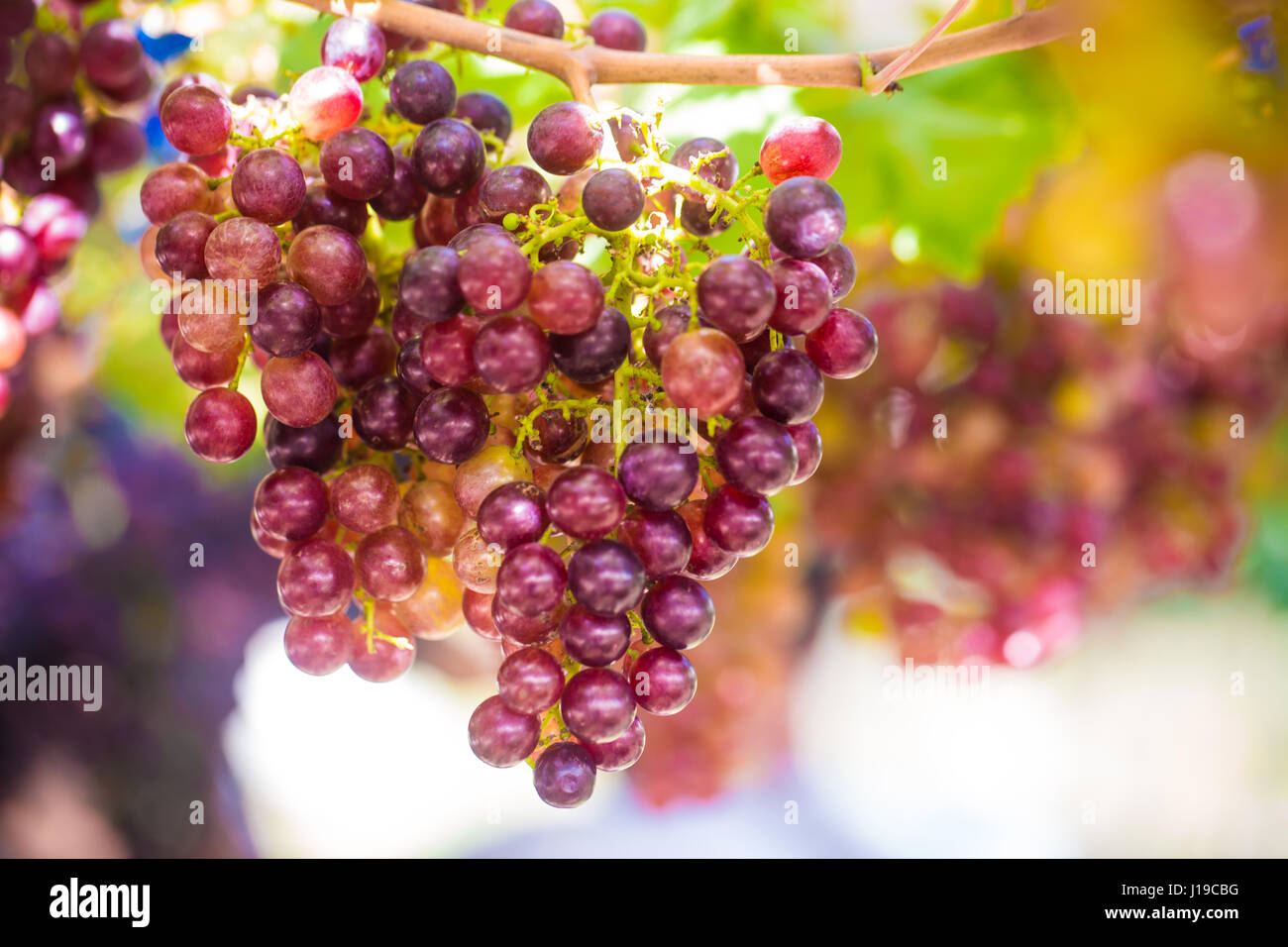 Bunch of red grapes hanging on a branch of tree with warm sun light ...