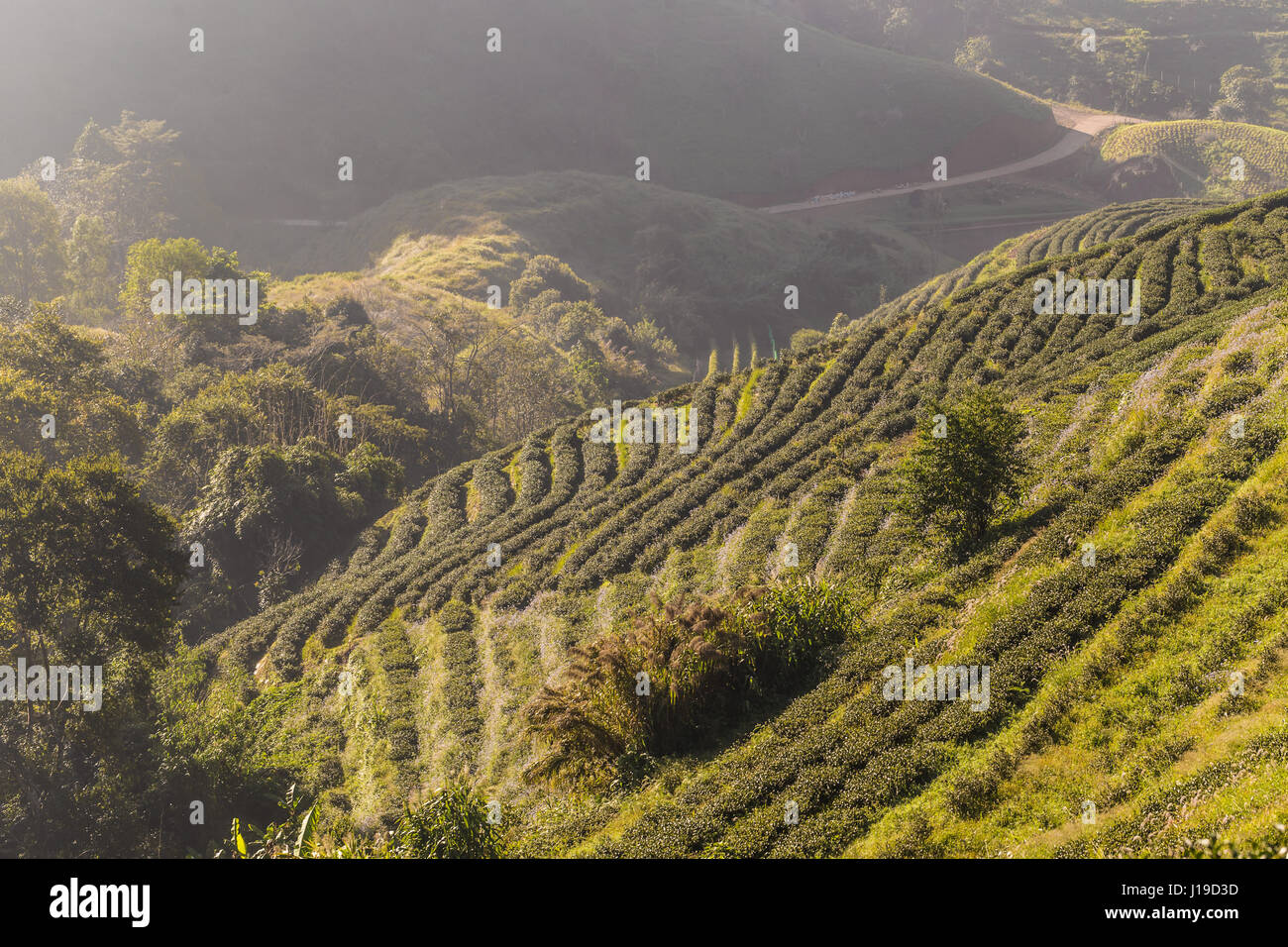 Tea field plantations with sun light in morning, Agricultural organic ...