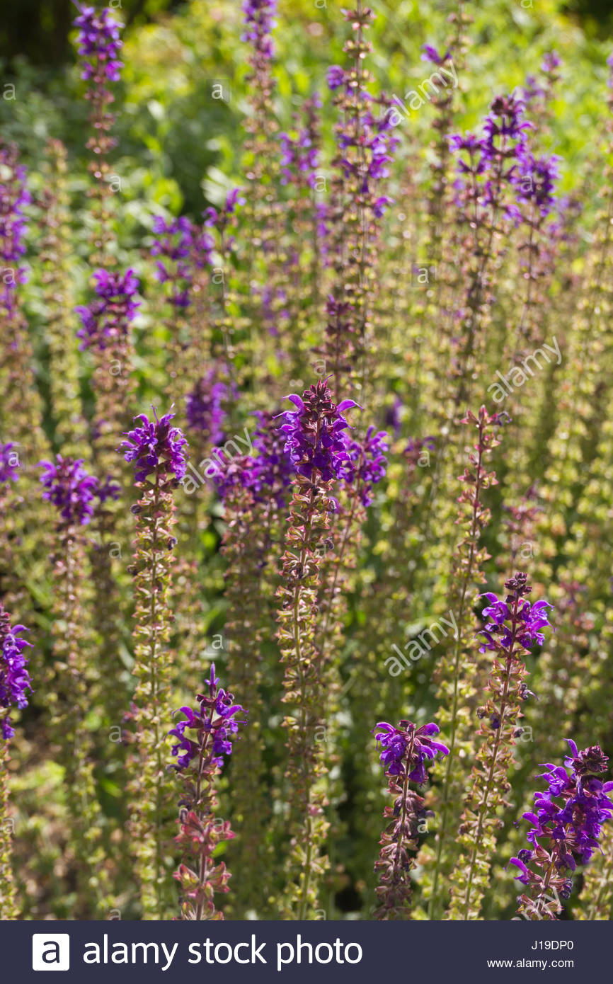 SALVIA X SYLVESTRIS MAINACHT Stock Photo, Royalty Free Image: 138505976 ...