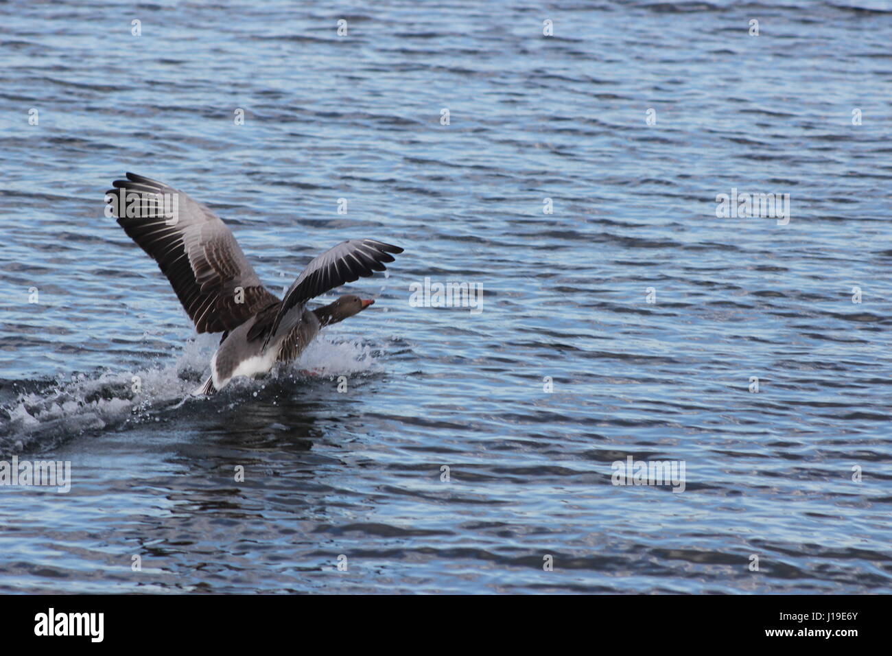 Bird landing on water to catch fish Stock Photo - Alamy