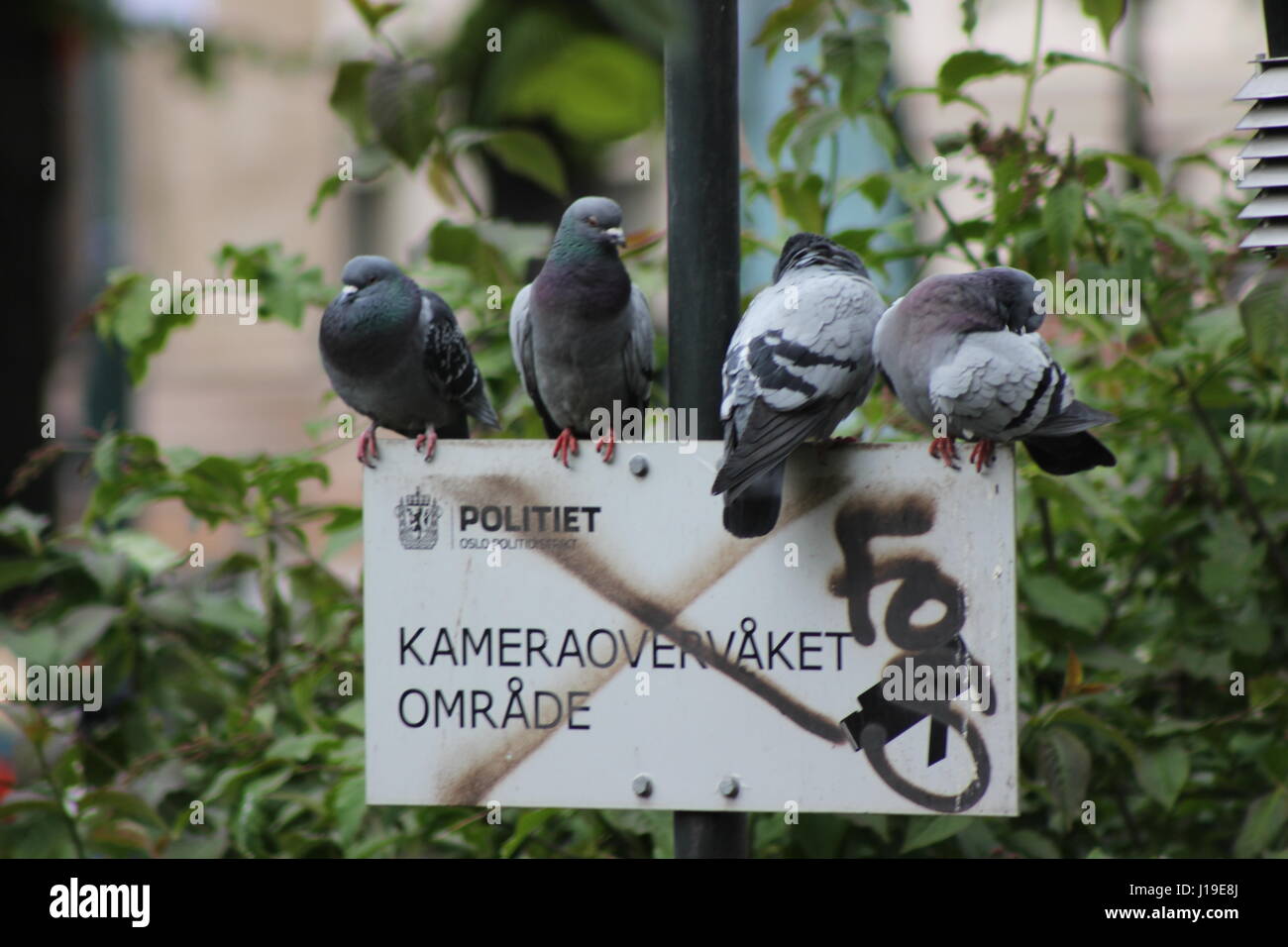 Birds sitting on a camera overhead sign board Stock Photo - Alamy