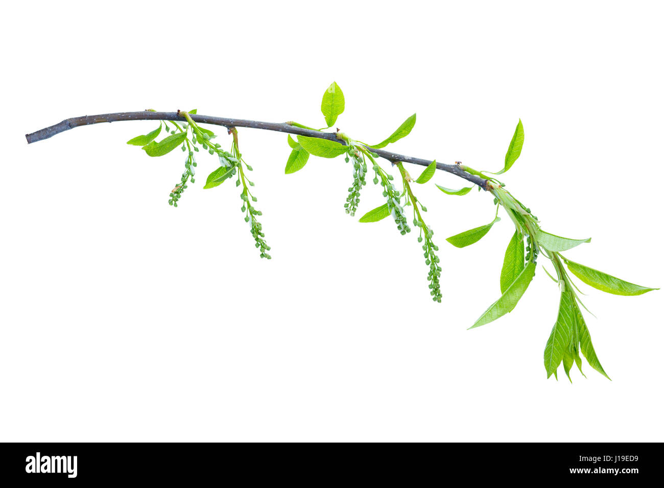 Spring twig with green leaves isolated on white background Stock Photo ...