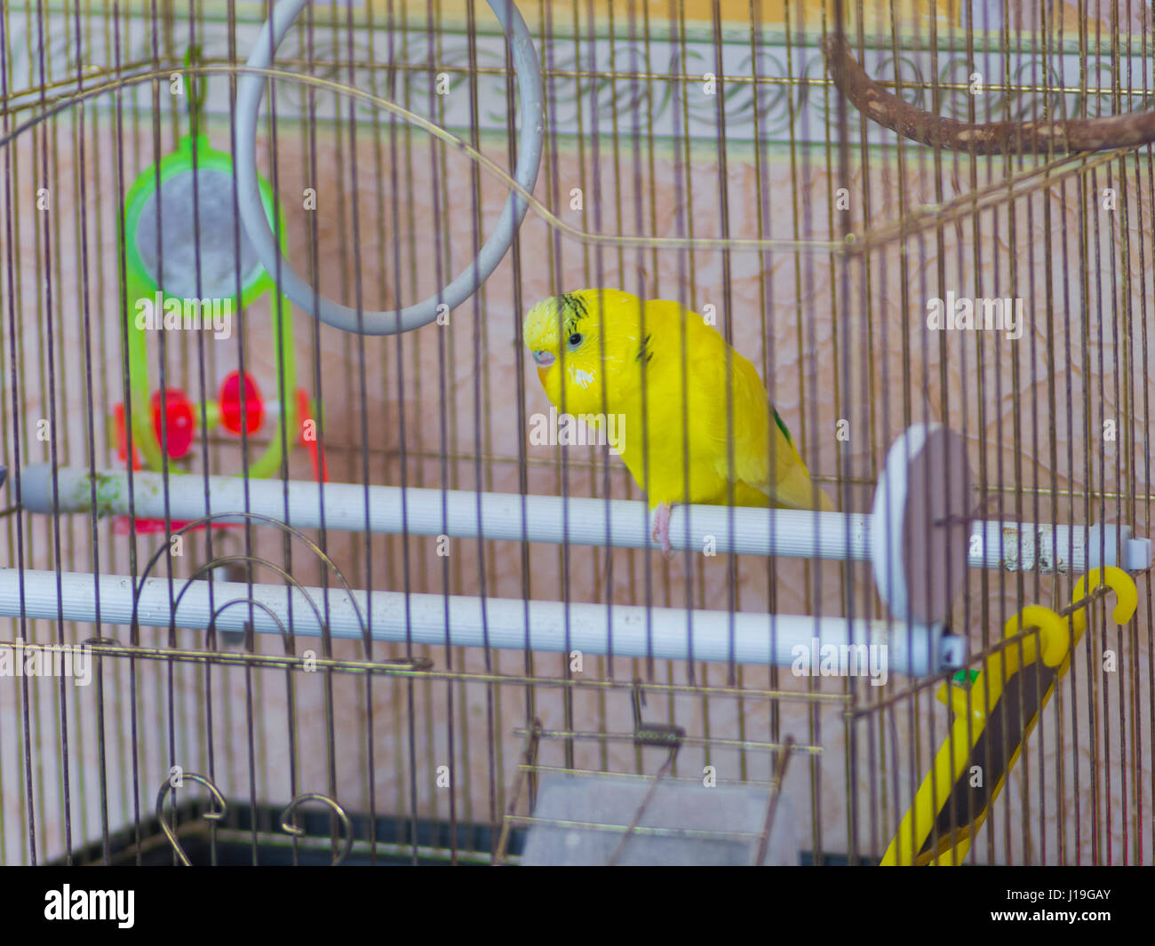 The beautiful yellow parrot in a cage Stock Photo - Alamy
