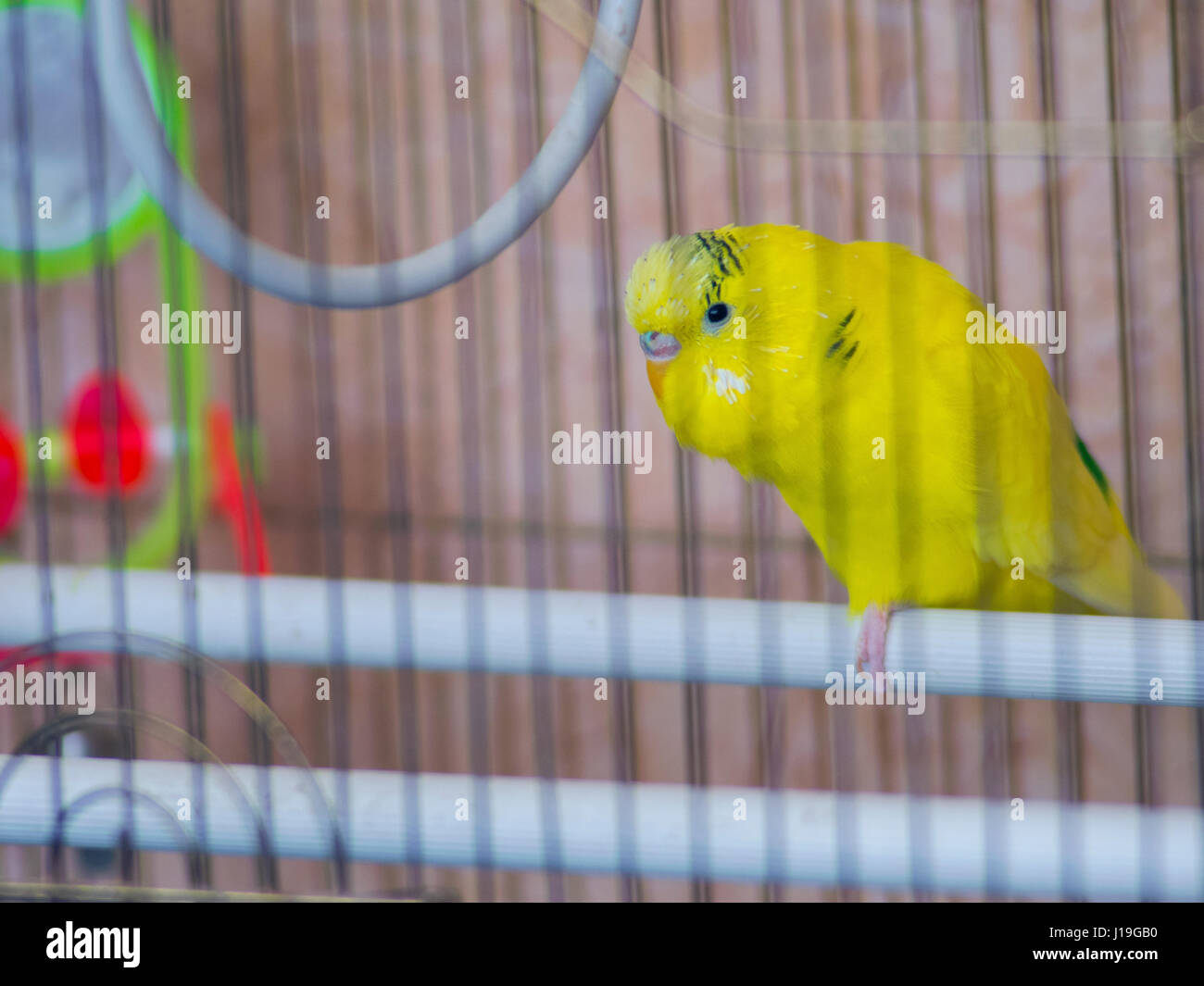 Budgerigar in birdcage animal wildlife hi-res stock photography and ...
