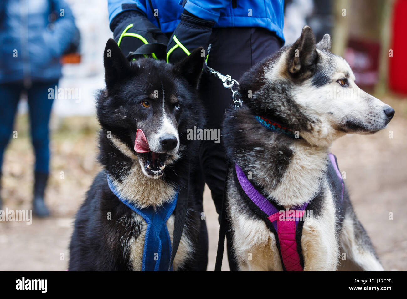 Two sled huskies are sitting in a spring forest Stock Photo - Alamy