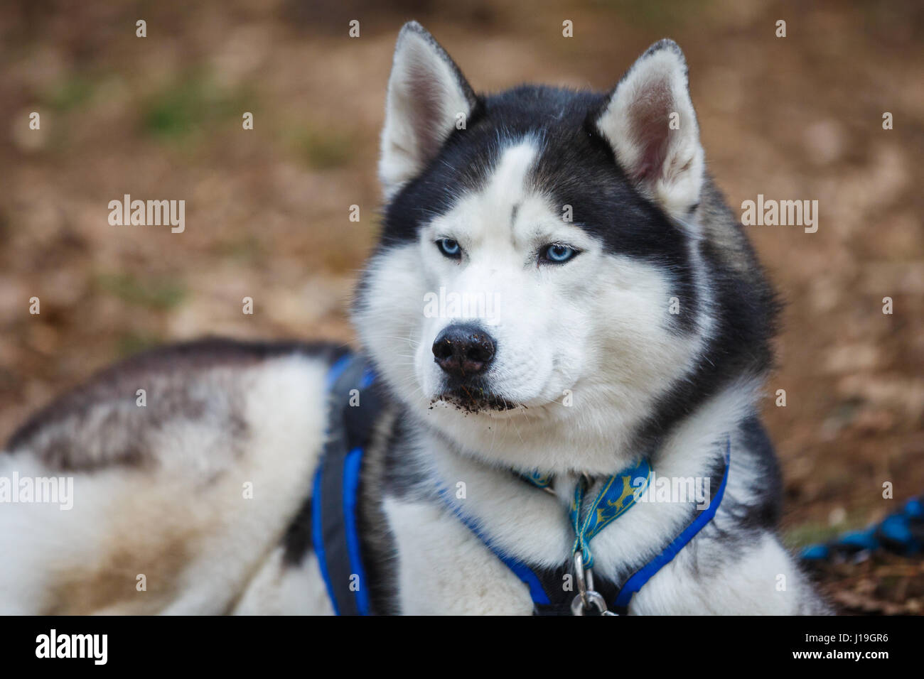 Sled husky is resting after competition in a spring forest Stock Photo ...