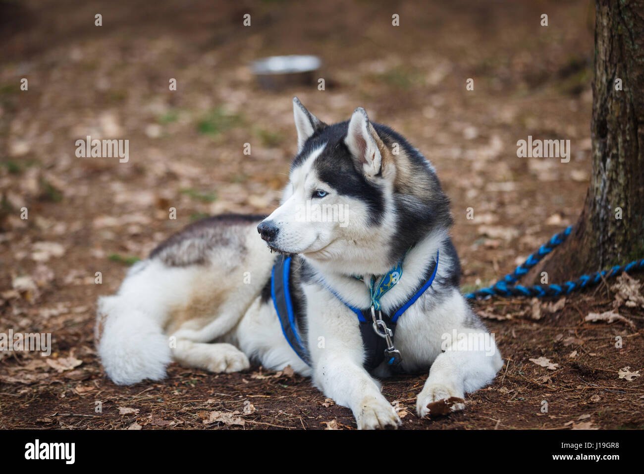 Sled husky is resting after competition in a spring forest Stock Photo ...