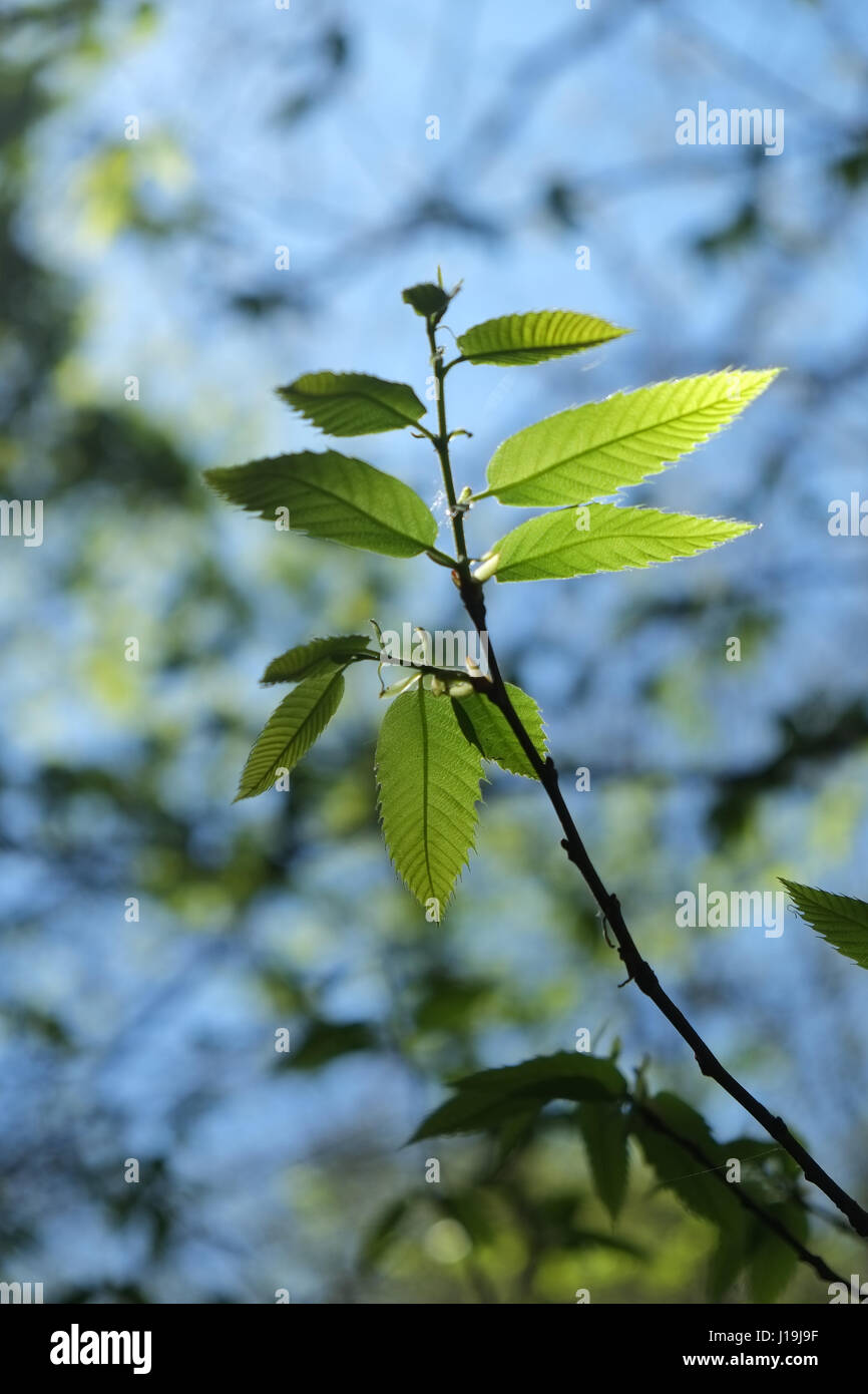 Lit nature hi-res stock photography and images - Alamy