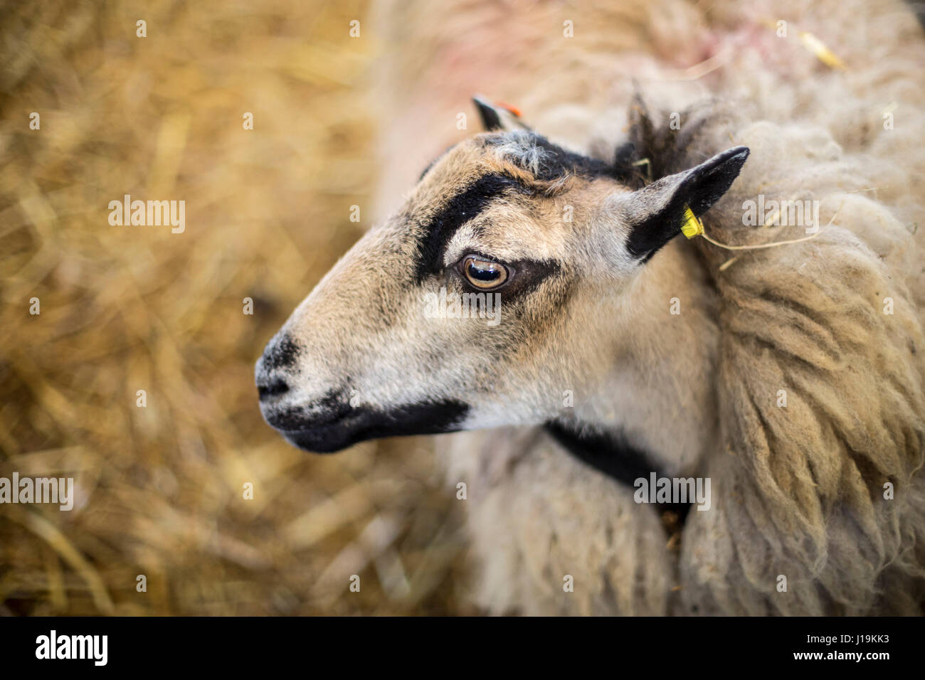 Close up photographs of goats Stock Photo - Alamy