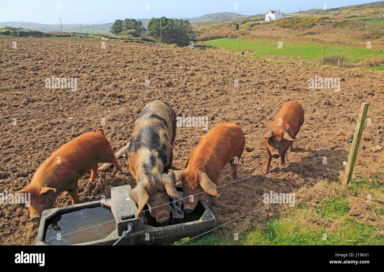 Pigs on Cape Clear Island, County Cork, Ireland, Irish Republic Stock ...
