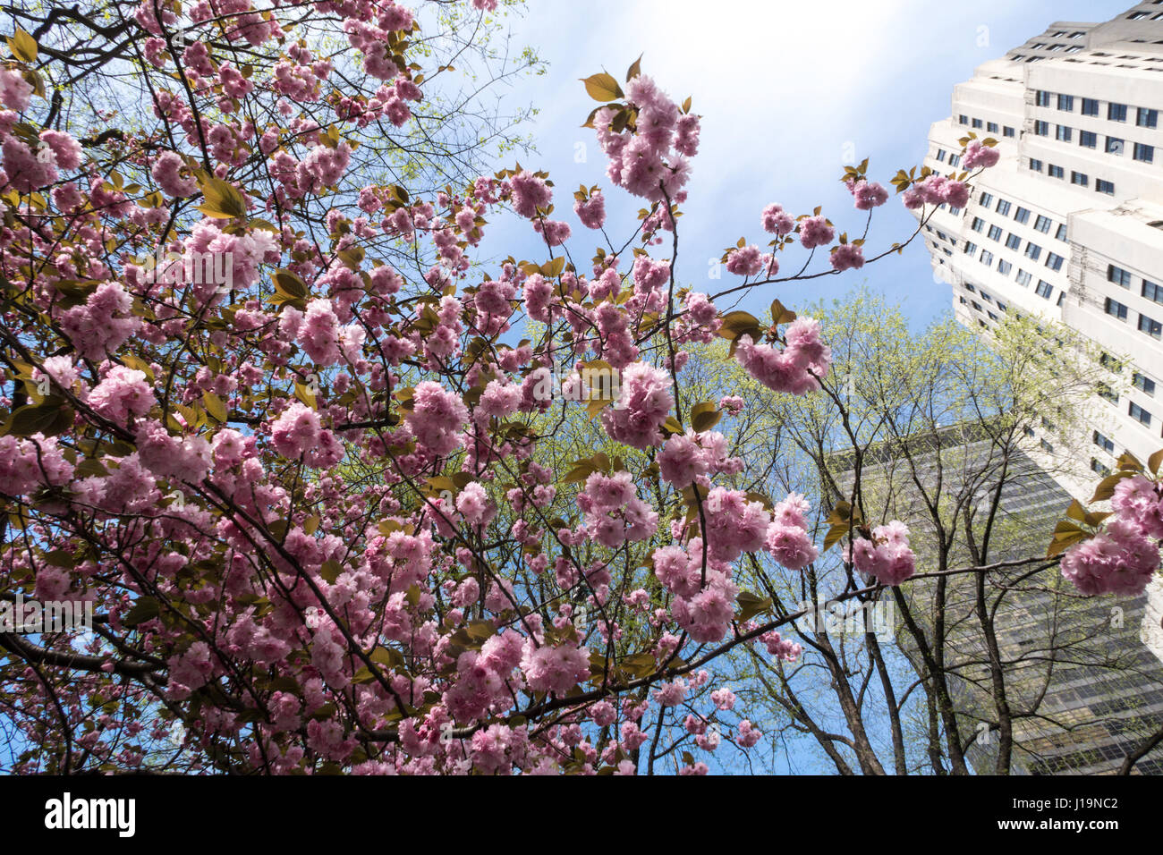 Madison Square Park in Springtime, NYC, USA Stock Photo - Alamy