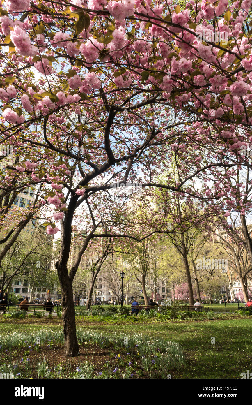 Madison Square Park in Springtime, NYC, USA Stock Photo - Alamy