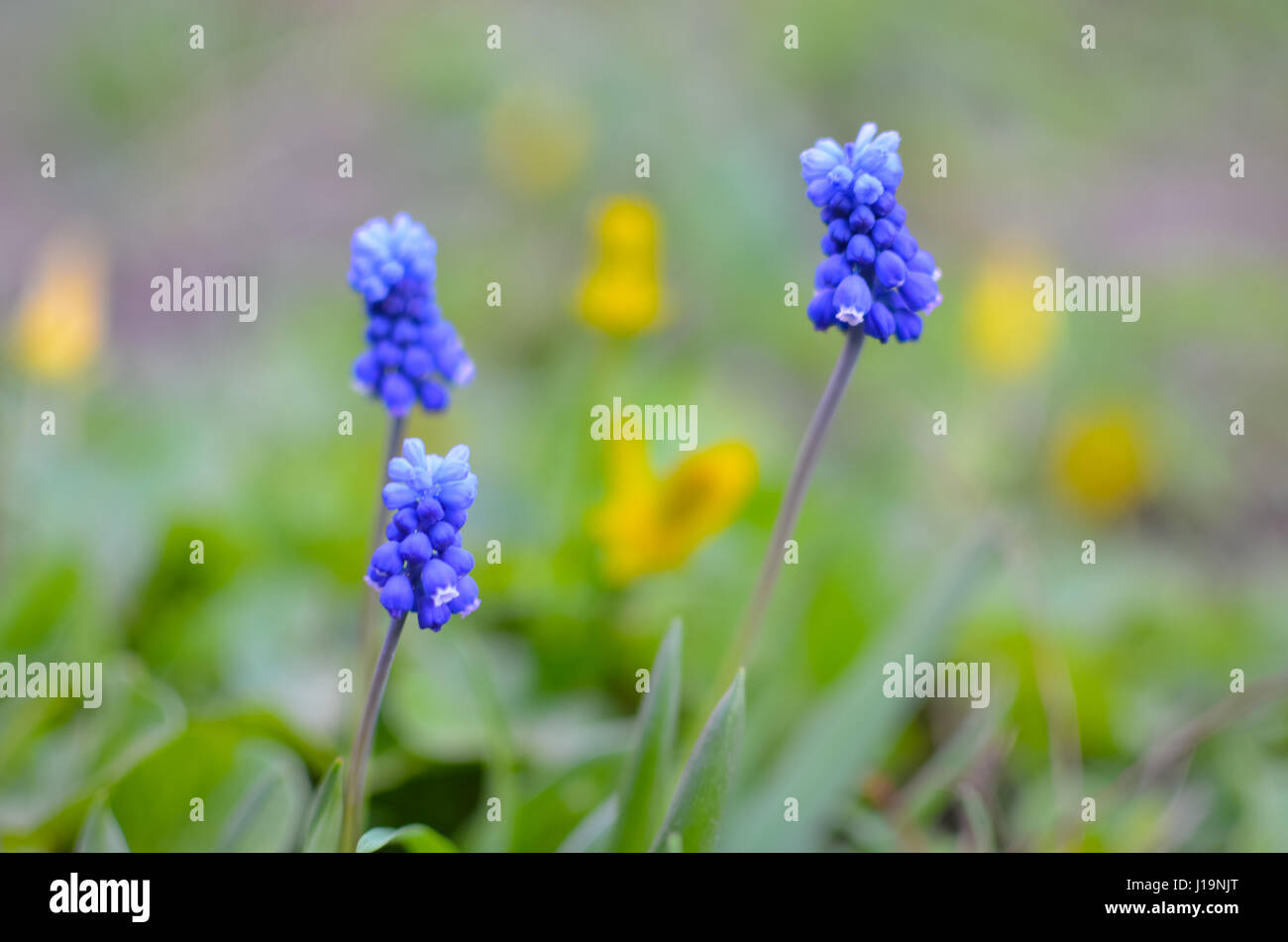 Spring flowers muscari at the field closeup Stock Photo - Alamy