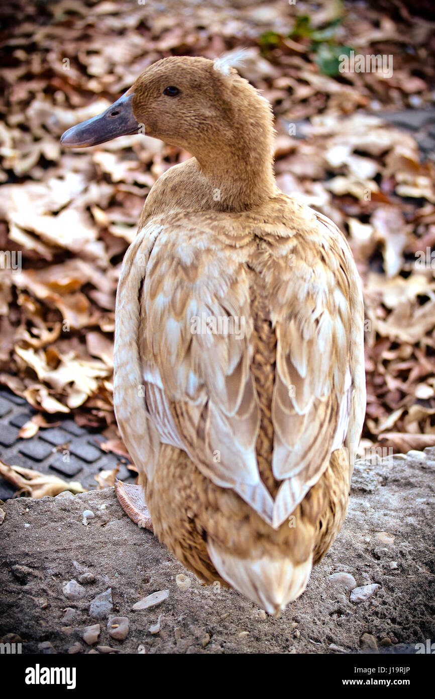 Khaki Campbell Duck High Resolution Stock Photography and Images - Alamy