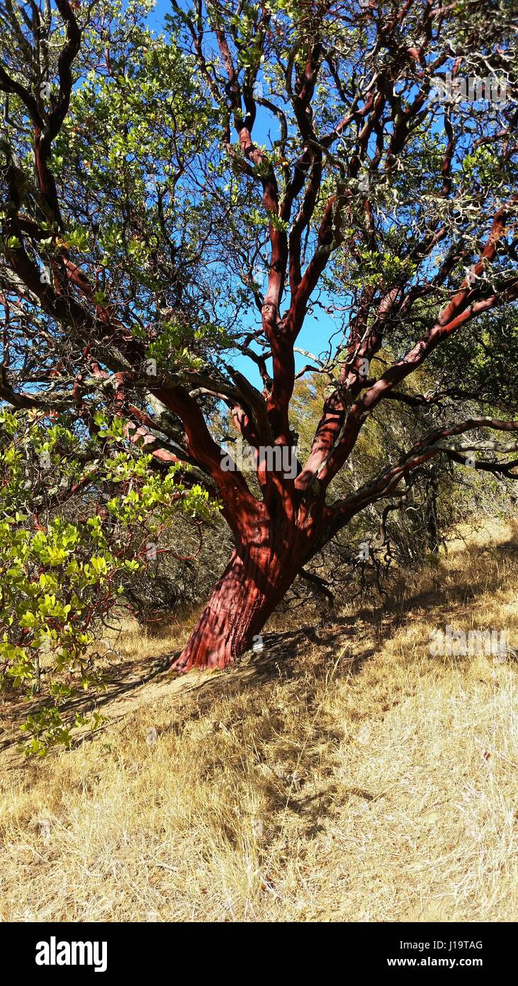 Mesquite Tree Bark High Resolution Stock Photography and Images - Alamy