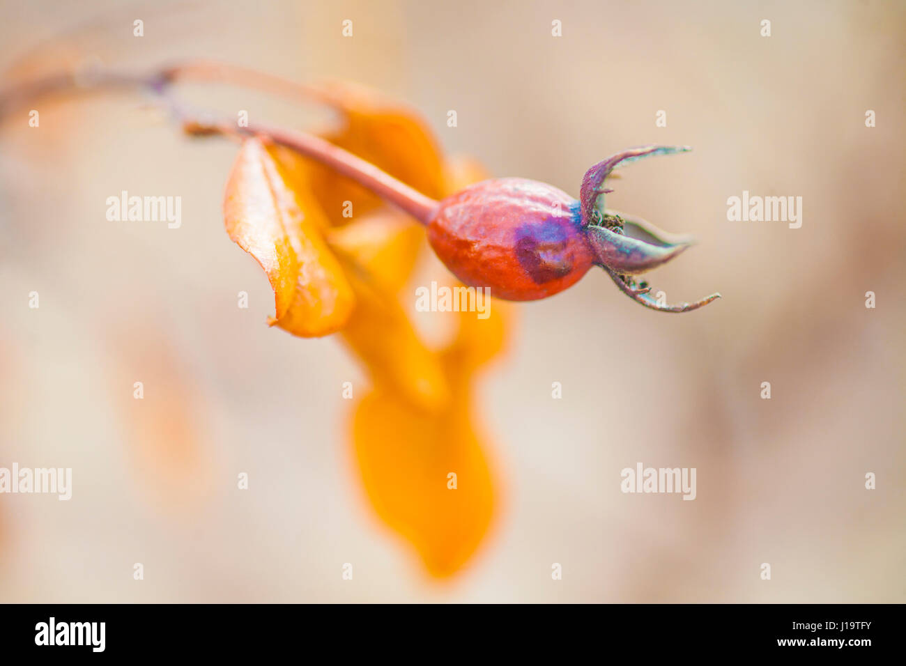 Canker Rose High Resolution Stock Photography and Images - Alamy
