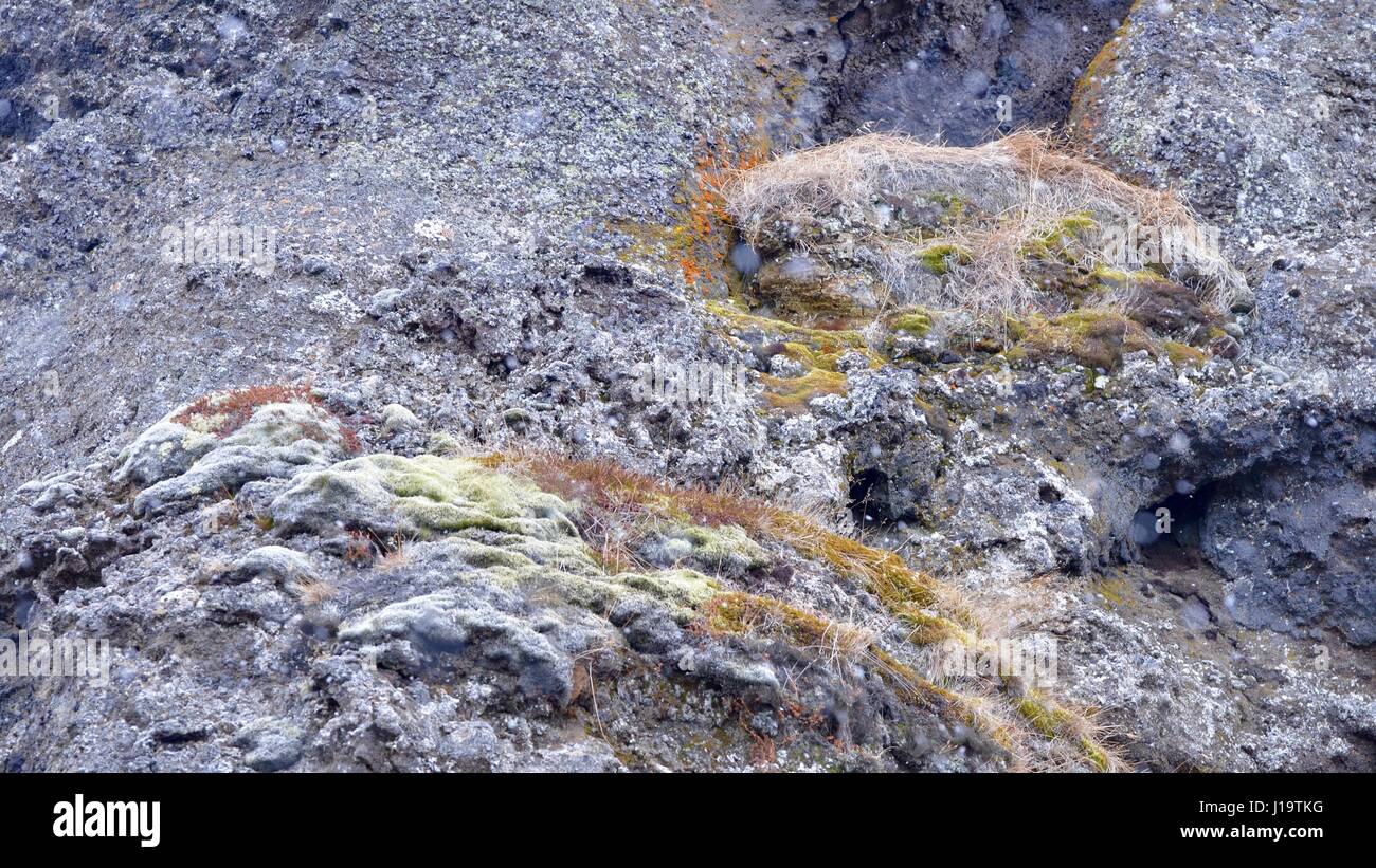 Moss and Lava Rocks in Iceland Stock Photo - Alamy
