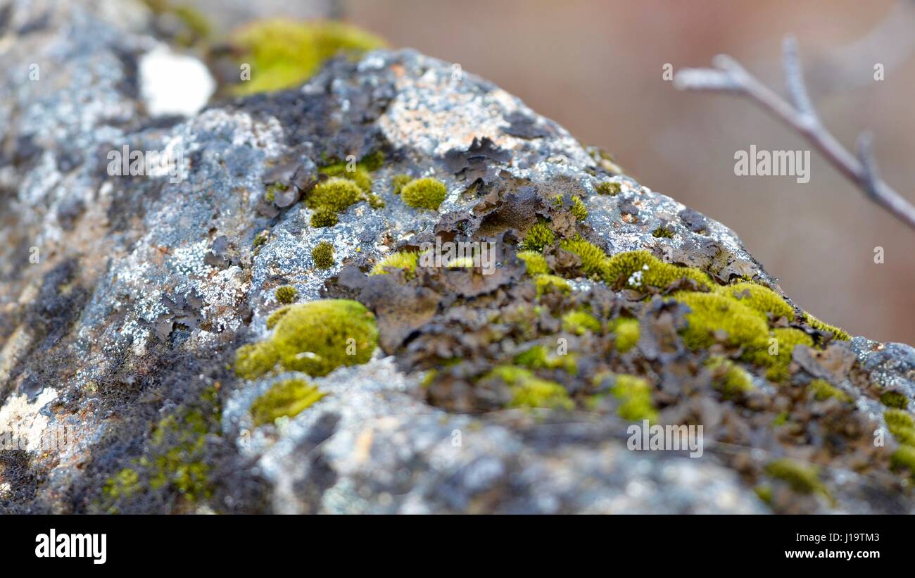 Moss and Lava Rocks in Iceland Stock Photo - Alamy