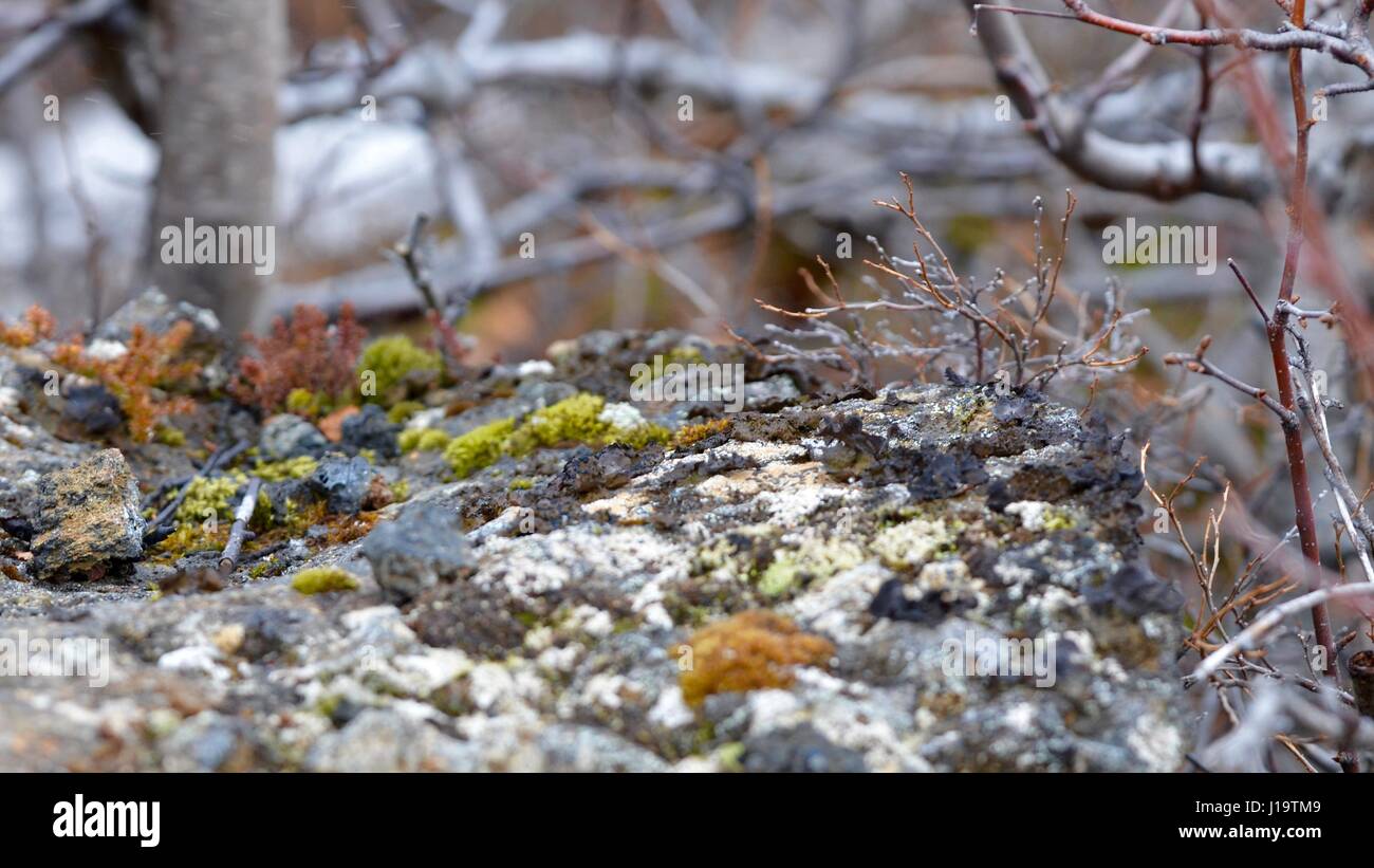 Moss and Lava Rocks in Iceland Stock Photo - Alamy