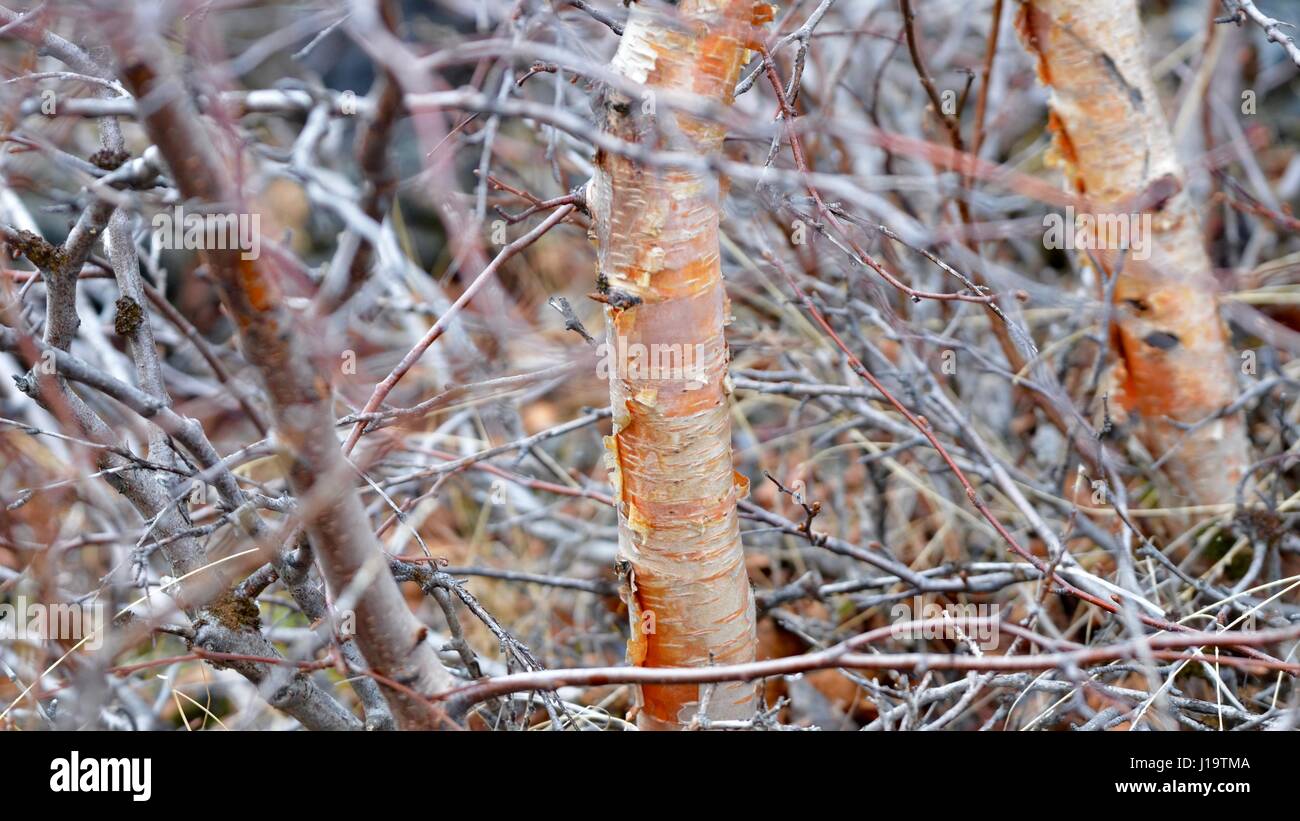 Trees and Foliage in Iceland Stock Photo - Alamy