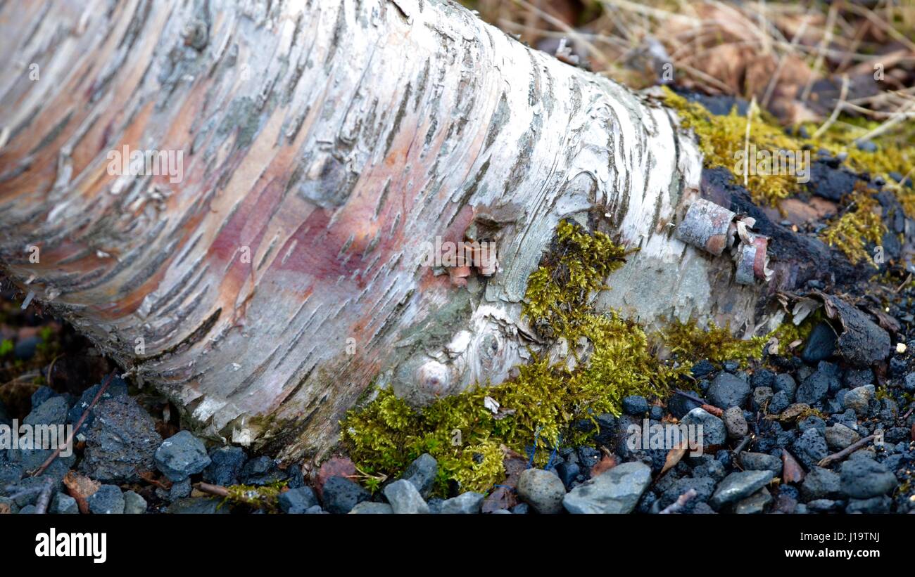 Trees and Foliage in Iceland Stock Photo - Alamy