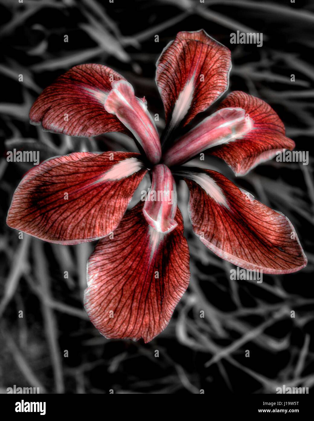 Lilly Fleur High Resolution Stock Photography and Images - Alamy