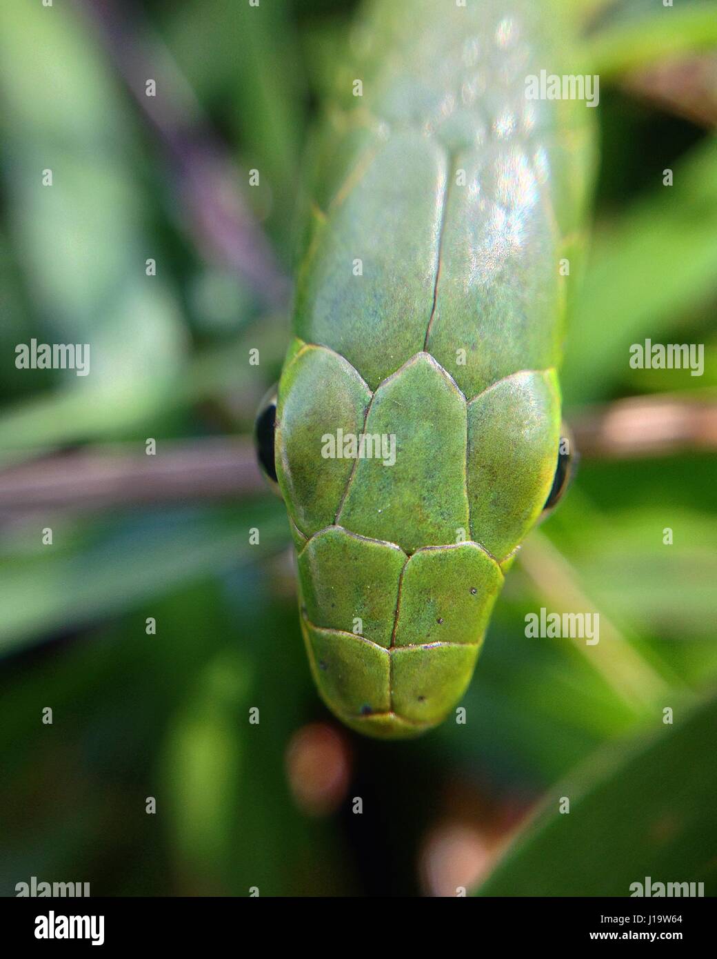 Rough Green Snake Head Scales High Resolution Stock Photography and ...