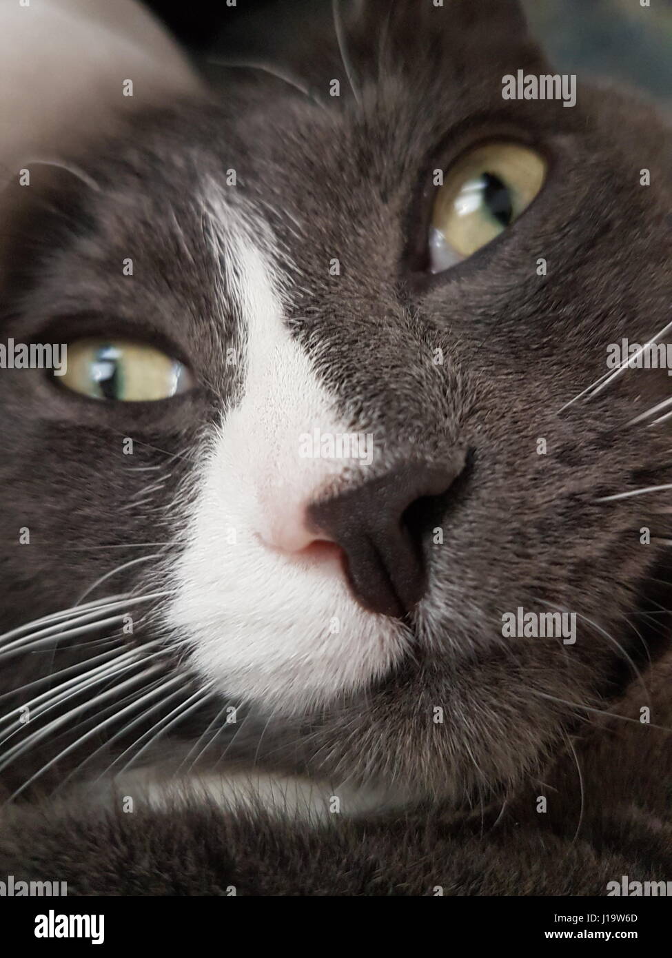 Jack Dapper High Resolution Stock Photography and Images - Alamy