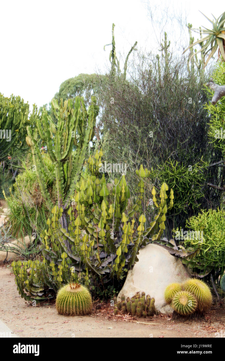 San diego barrel cactus hi-res stock photography and images - Alamy