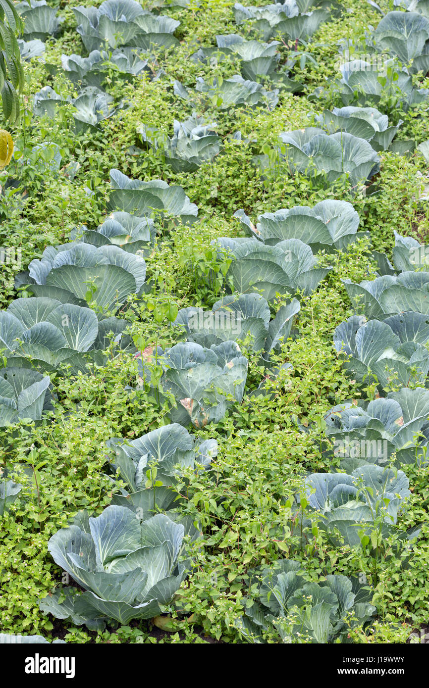 A permaculture field of Cabbage growing outside, with weeds in between ...
