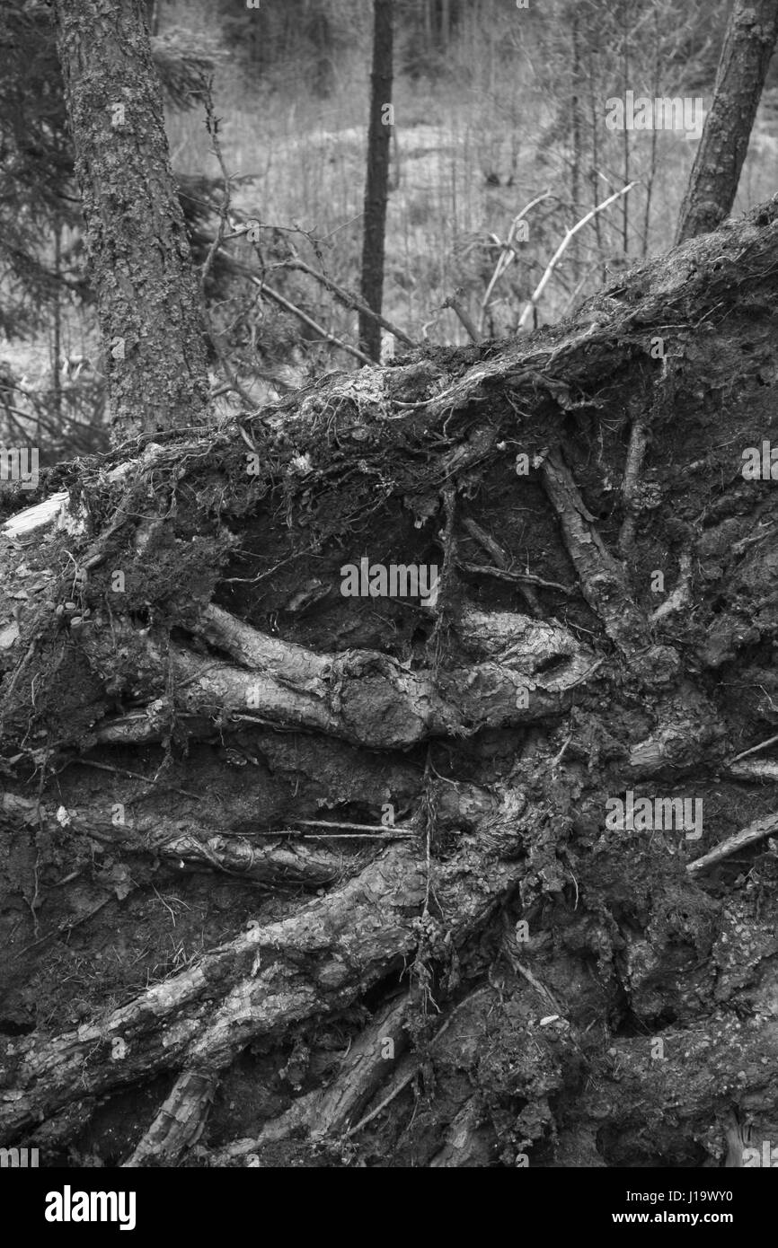 The root of all evil Stock Photo - Alamy