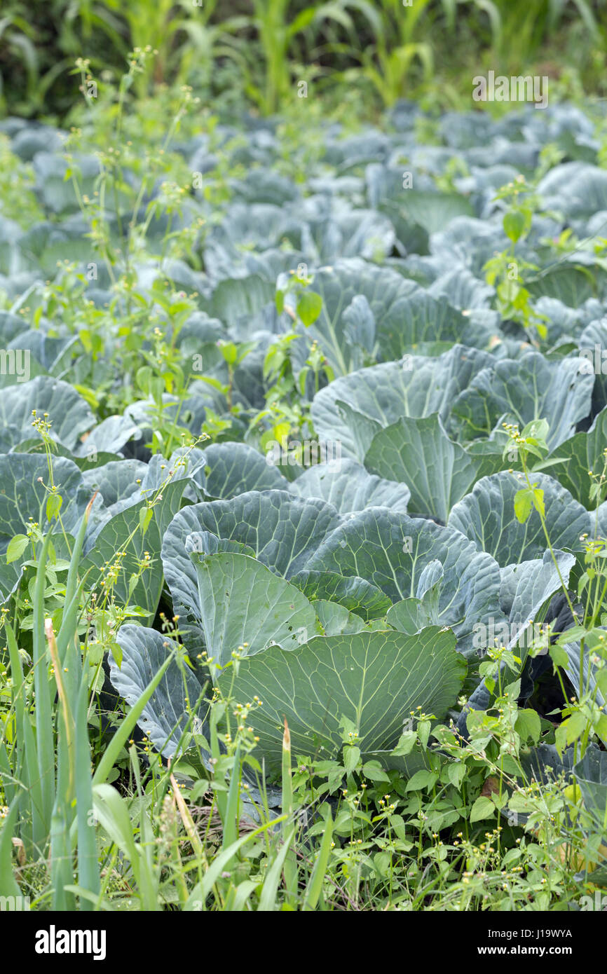 Cabbage field crops grown hi-res stock photography and images - Alamy