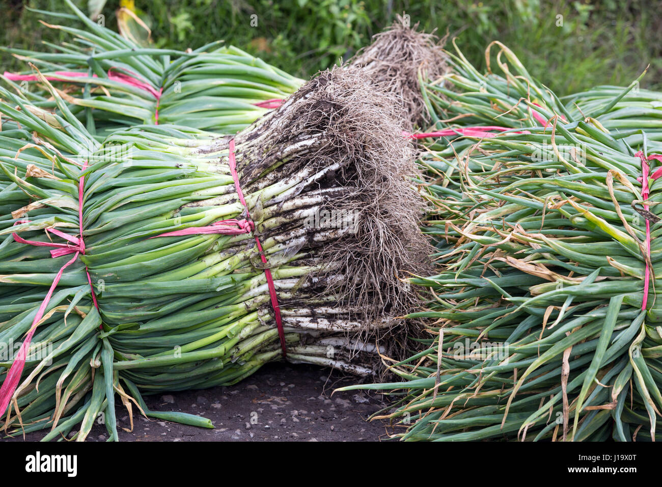 Bunches of harvested Scallion, green onion, spring or salad onion Stock ...