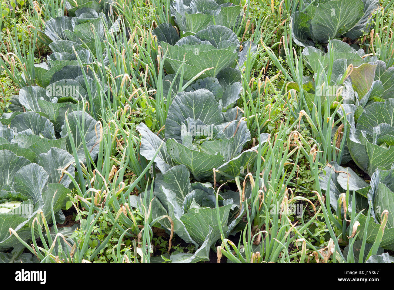 A permaculture field of Cabbage and Spring unions growing in plant ...