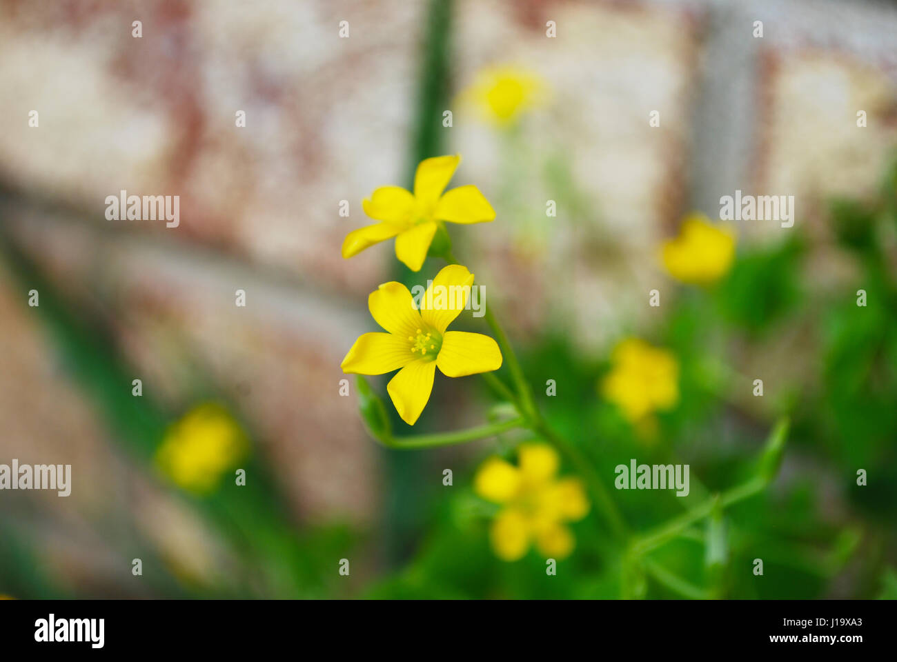 Yellow clover flower hi-res stock photography and images - Alamy