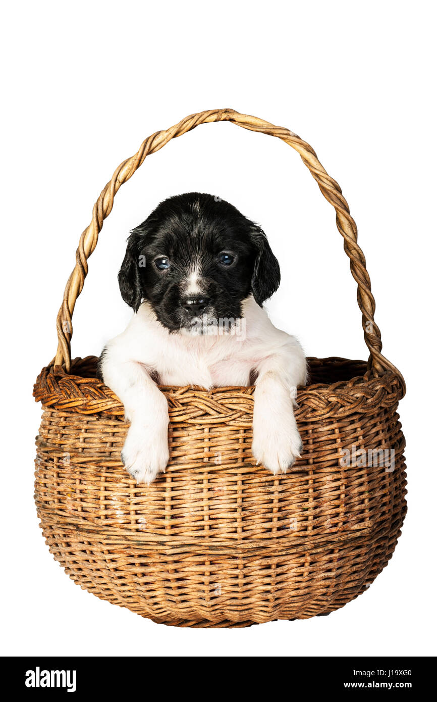 A 4 week old black and white English Springer Spaniel puppy in a wicker ...