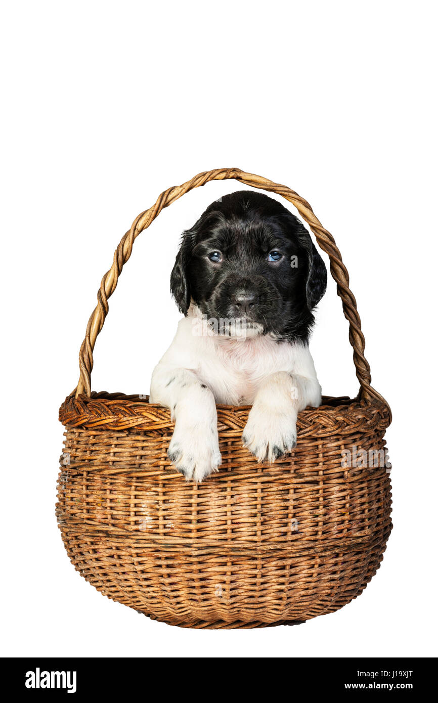 A 4 week old black and white English Springer Spaniel puppy in a wicker ...