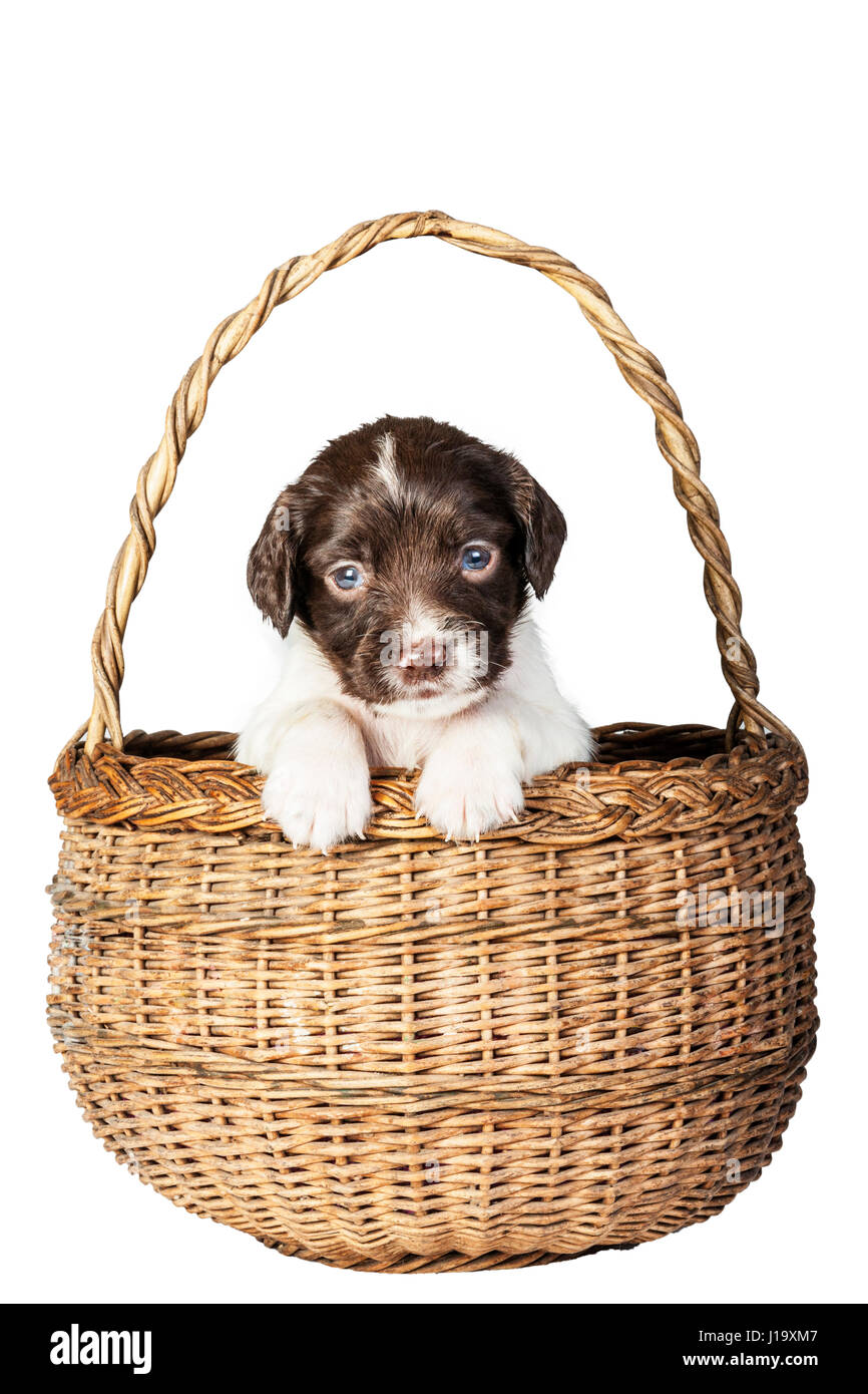 Liver white springer spaniel puppies hi-res stock photography and ...