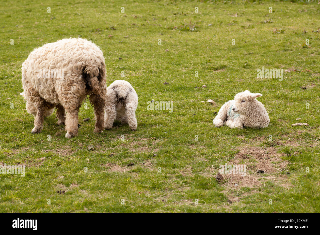 Devon and cornwall longwool hi-res stock photography and images - Alamy
