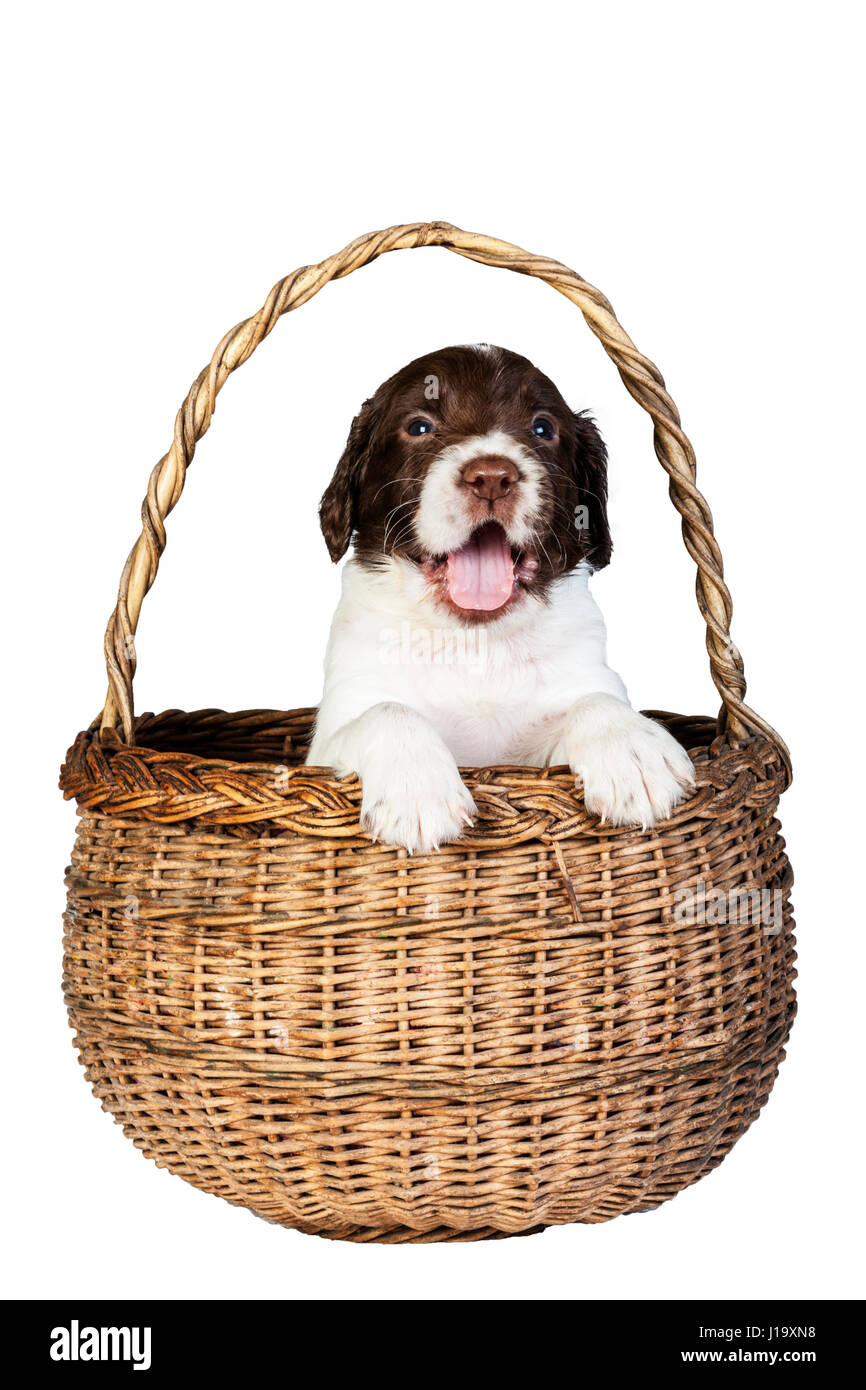 Liver white springer spaniel puppies hi-res stock photography and ...