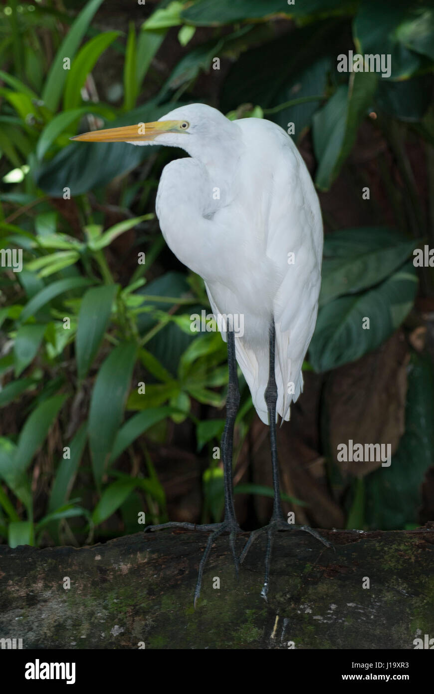 A Common, or Great, Egret standing on a fallen tree in the shade with ...