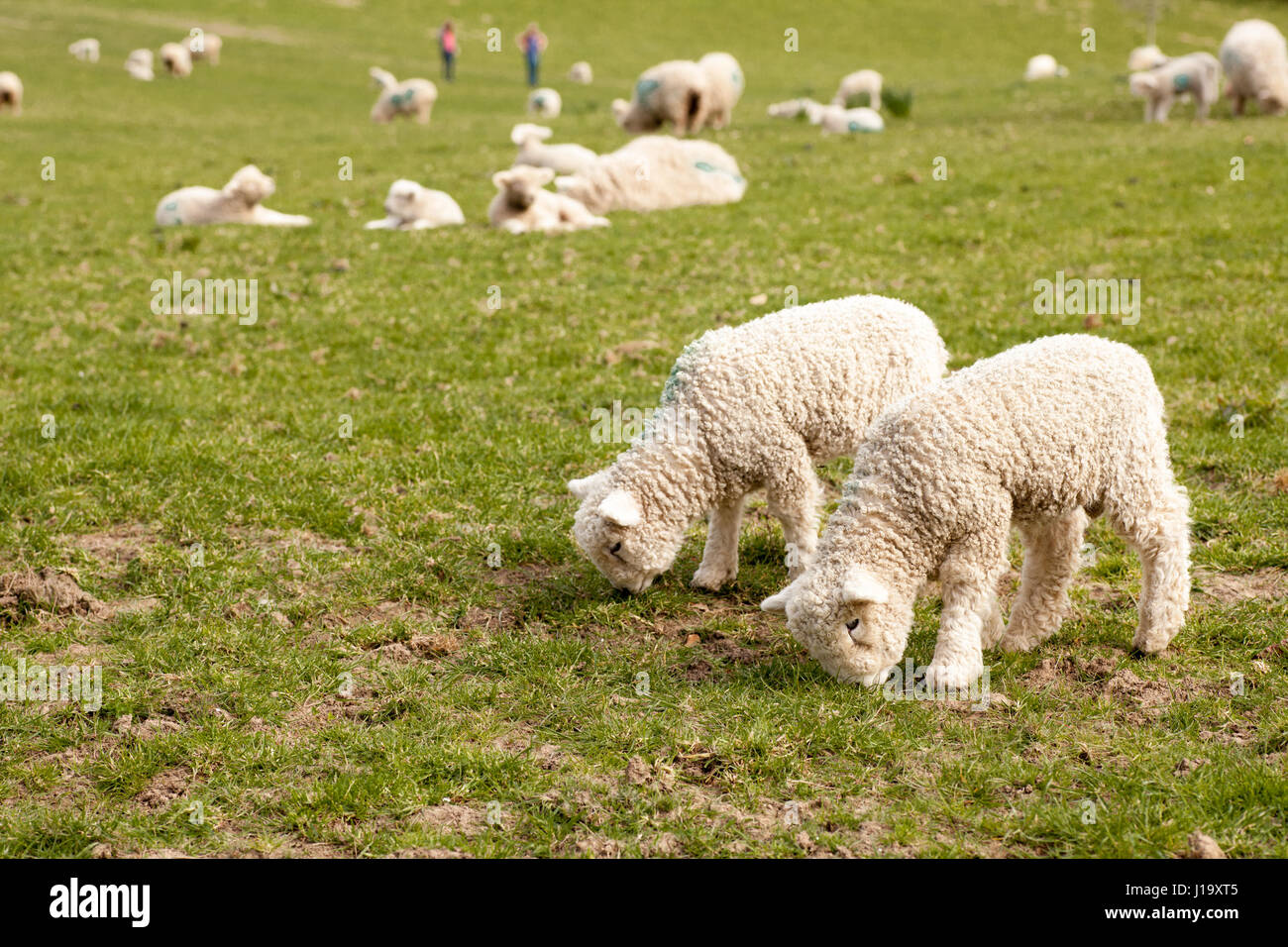 Devon longwool sheep hi-res stock photography and images - Alamy