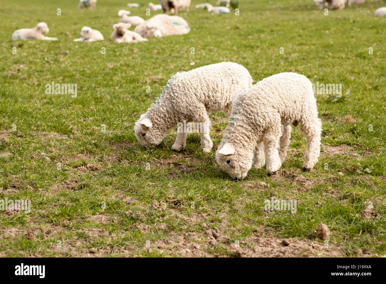 Devon longwool sheep hi-res stock photography and images - Alamy